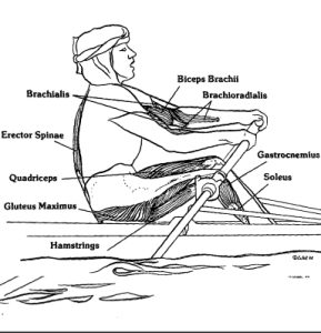 Welke spieren train je met roeien? (info inc. plaatjes) - Sport-Gids